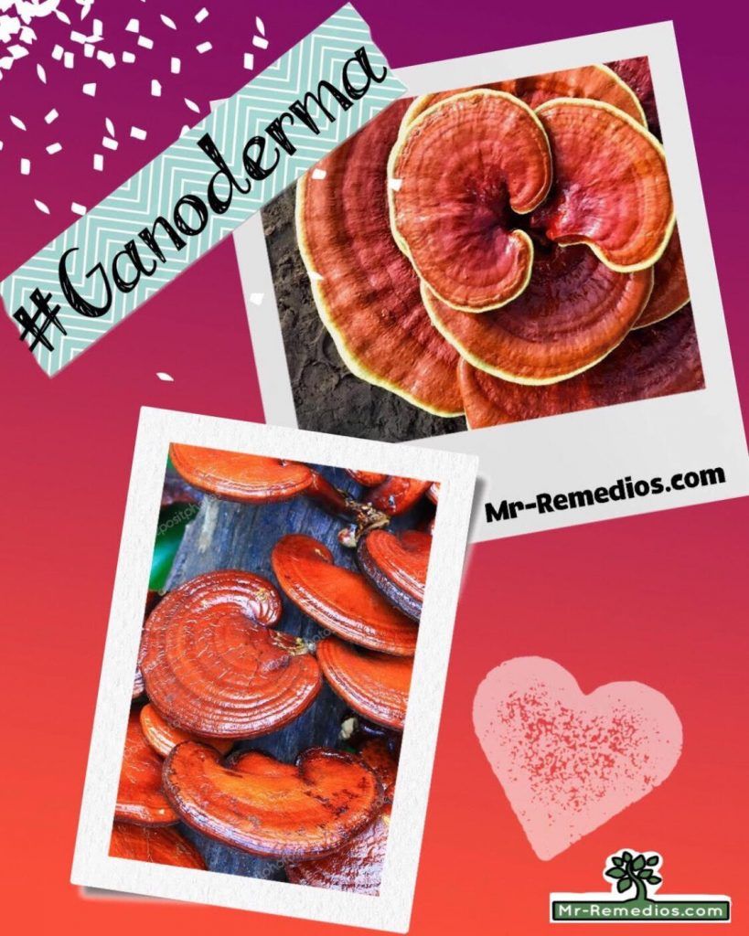 GANODERMA (REISHI) : Propiedades , Beneficios, Dosis