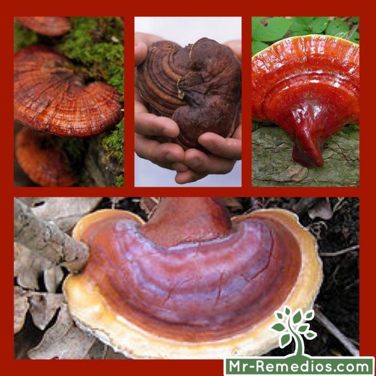 GANODERMA (REISHI) : Propiedades , Beneficios, Dosis